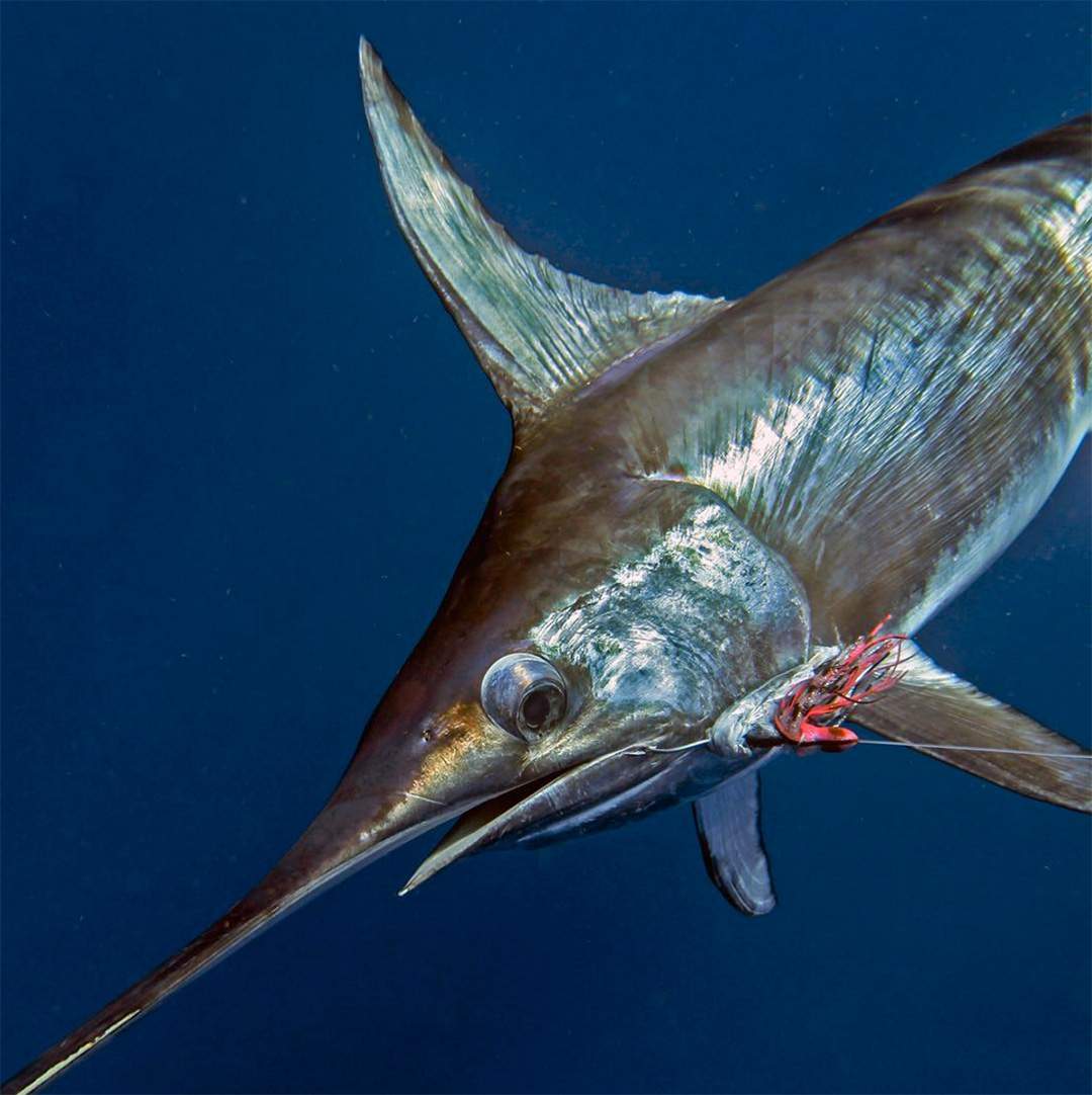 Why are swordfish different colors?