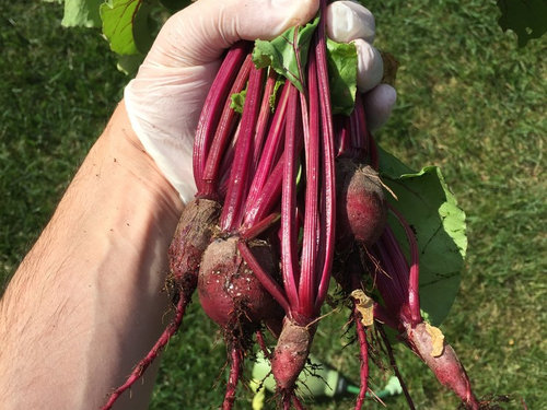 Why are the roots of my beetroot so small?