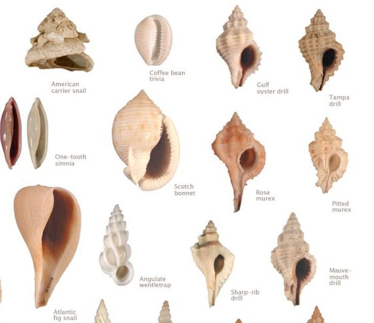 Why are there different types of seashells?