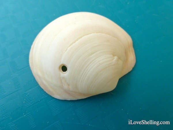Why are there holes in conch shells?