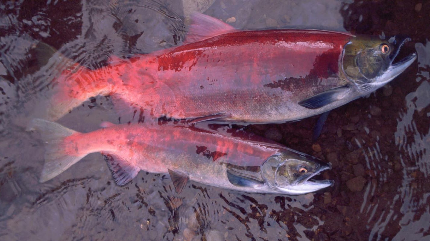 Why are there no salmon in Alaska?