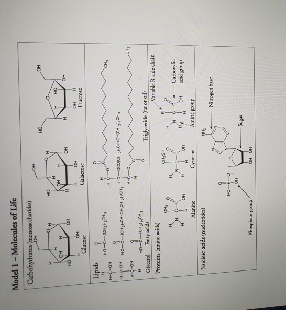 Why are there only 20 naturally occurring amino acids?