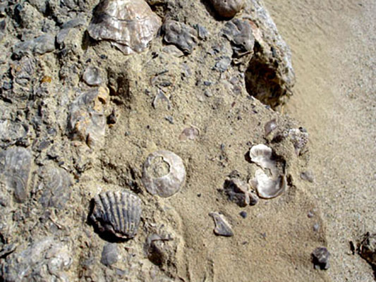 Why are there seashells in the Arizona desert?