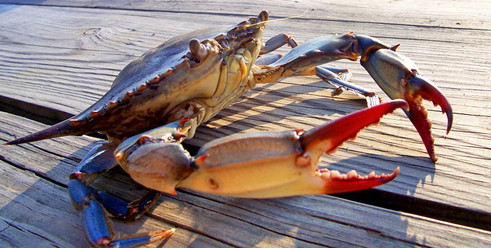 Why are there so many crabs in Chesapeake Bay?