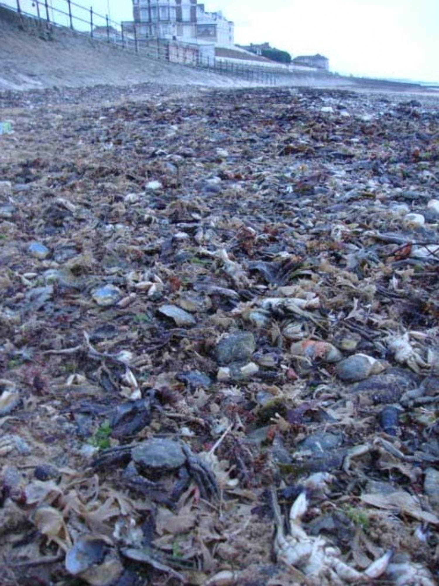 Why are there so many dead crabs on Lydstep Beach?