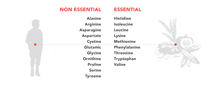 Why are they called essential and nonessential amino acids?