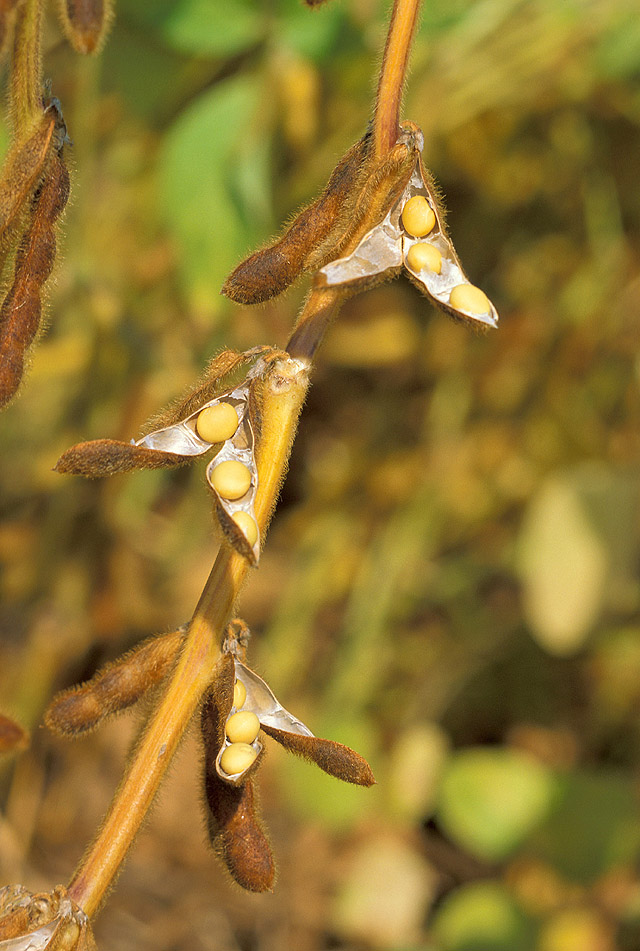 Why are they called soybeans?