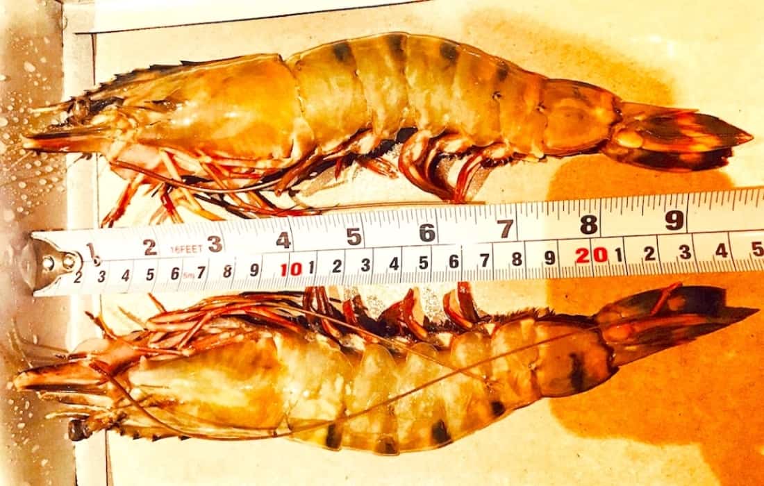 Why are tiger prawns bad?