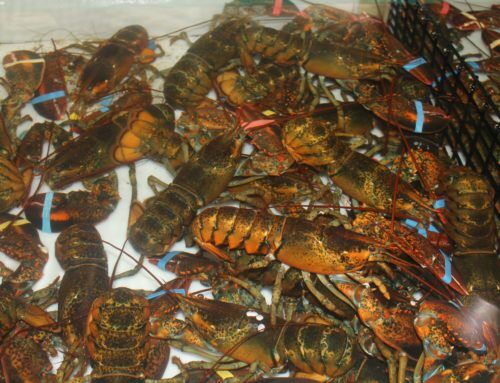 Why buy live lobster online?