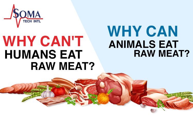 Why Can dogs eat raw chicken but humans can t?