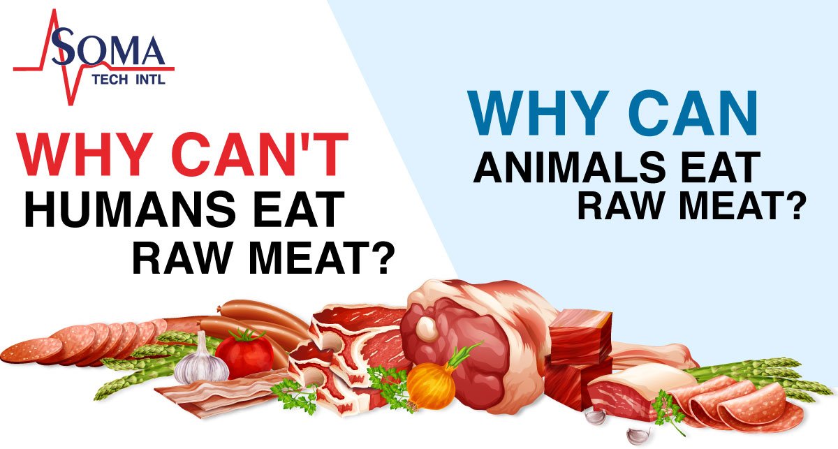 Why can only humans not eat raw meat?