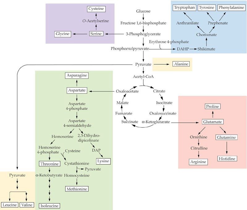 Why can't humans make essential amino acids?