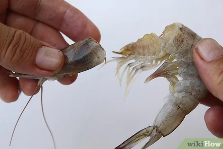 Why can't you freeze shrimp with the heads on?