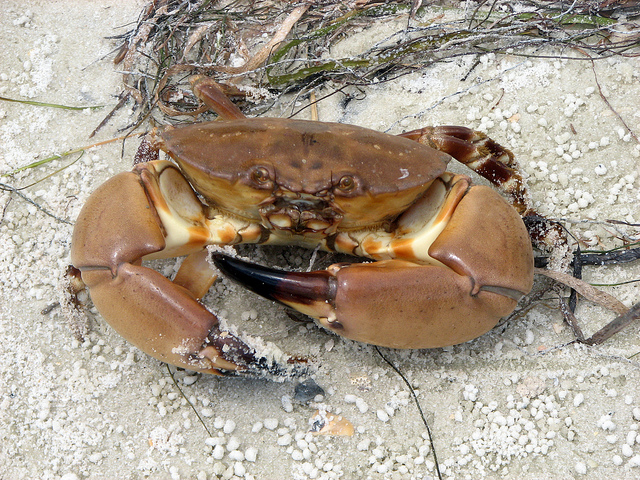 Why can't you keep a whole stone crab?