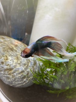 Why did my betta fish throw up?