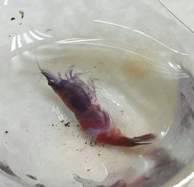 Why did my dead shrimp turn red?