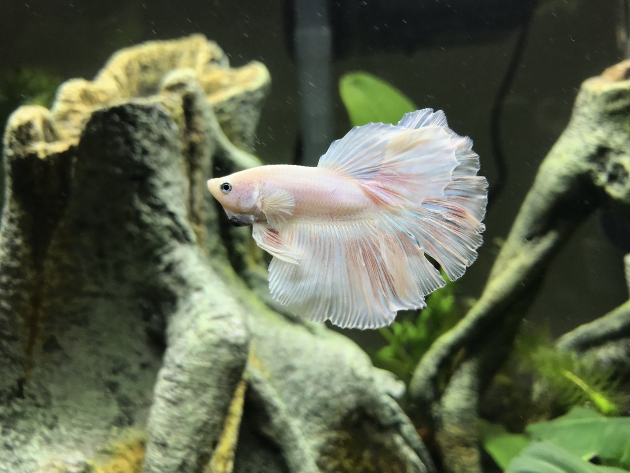 Why did my white fish turn pink?