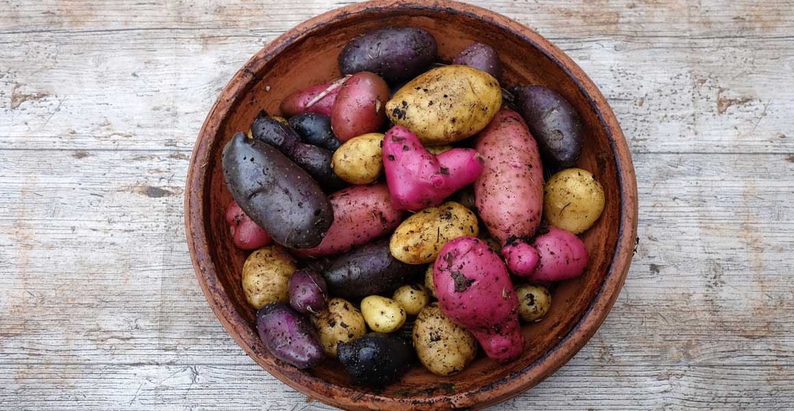 Why did potatoes become popular in Europe?