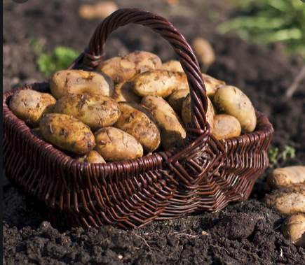 Why did the Irish start eating potatoes?