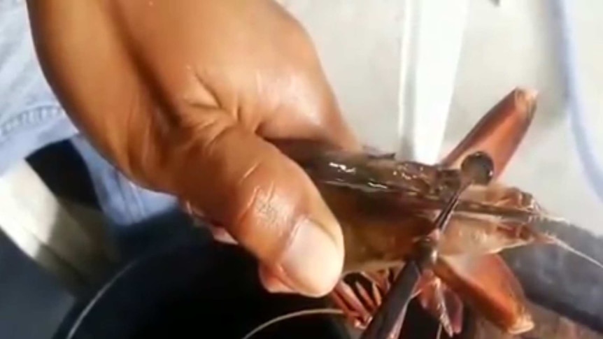 Why do Australian farmers cut off prawns' eyes to breed?