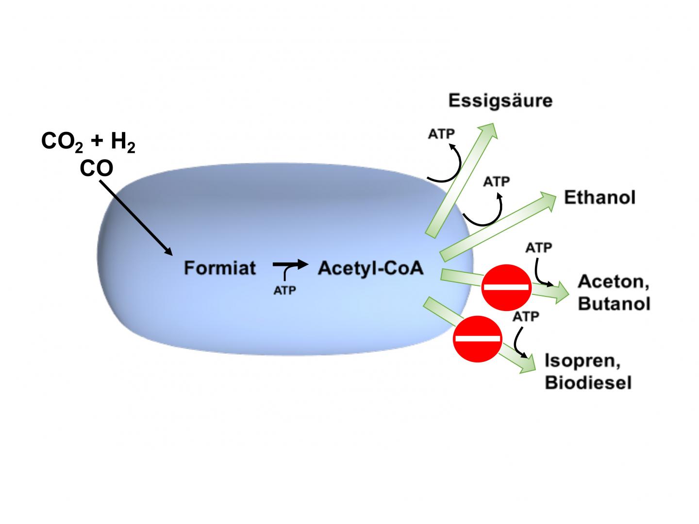 Why do bacteria produce gas?