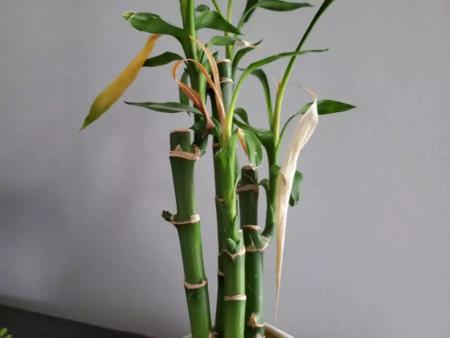 Why do bamboo stalks die off?