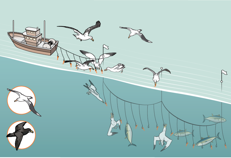 Why do birds fly next to boats?