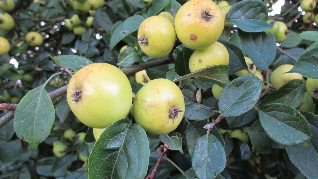 Why do crab apples give you a stomach ache?
