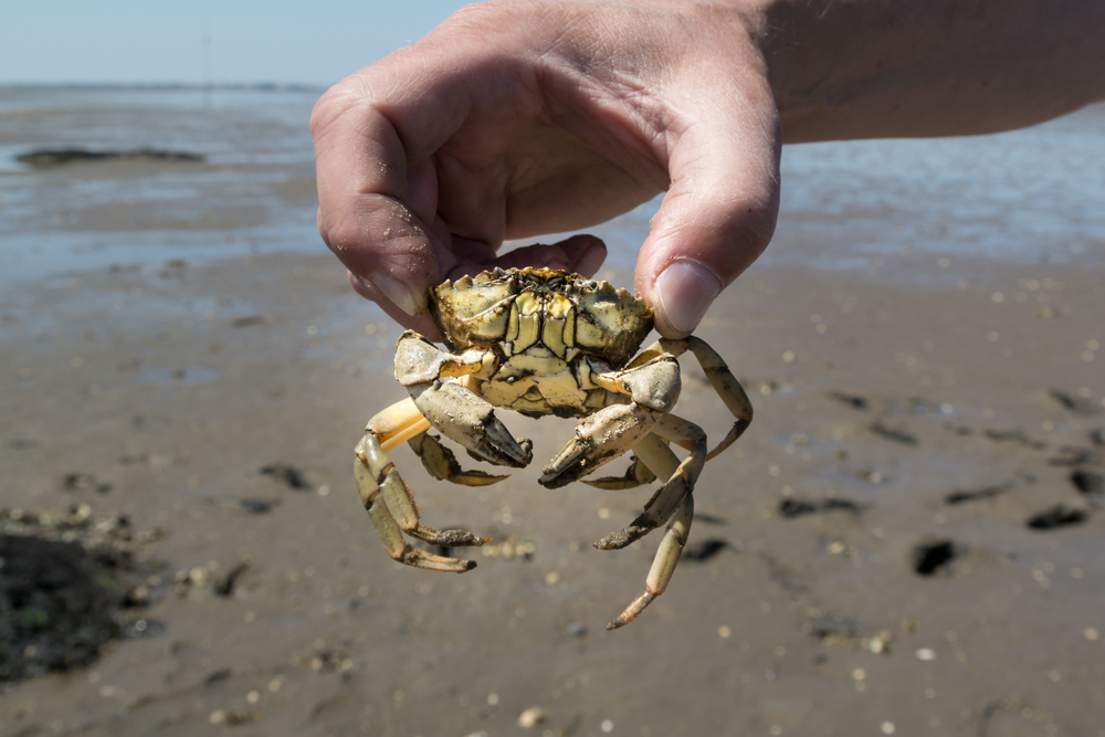 Why do crabs change Colour?