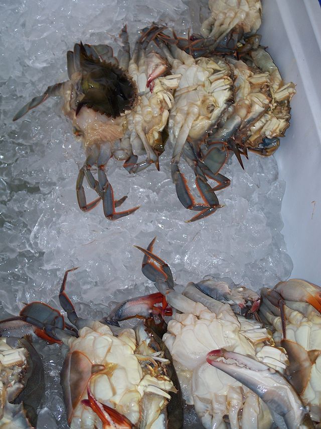 Why do crabs die on ice?