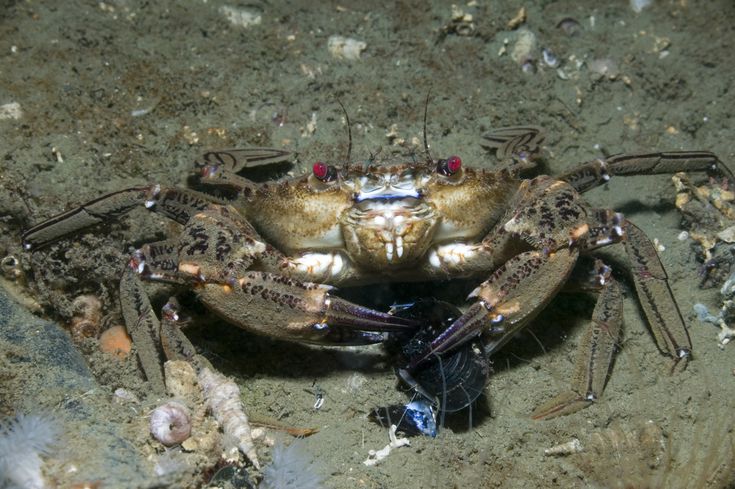 Why do crabs eat each other?