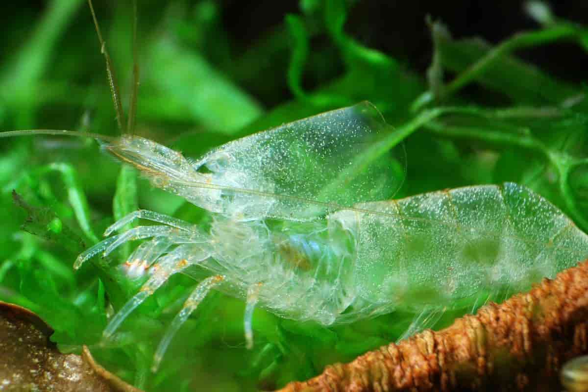 Why do dead shrimp curl up?