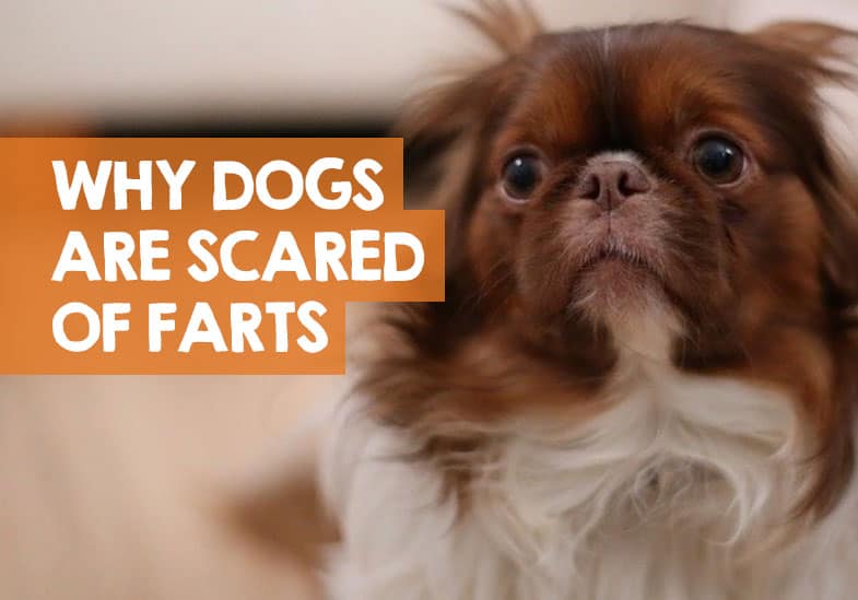 Why do dogs get mad when you fart?