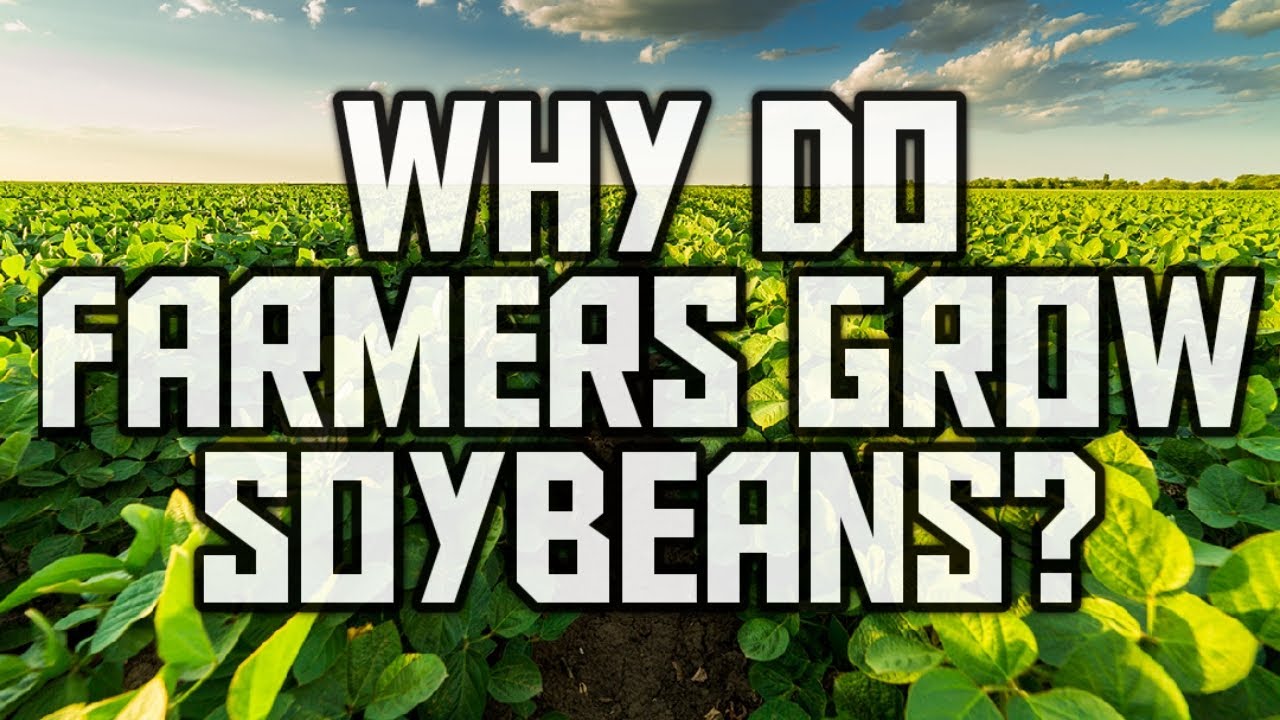 Why do farmers grow soybeans?