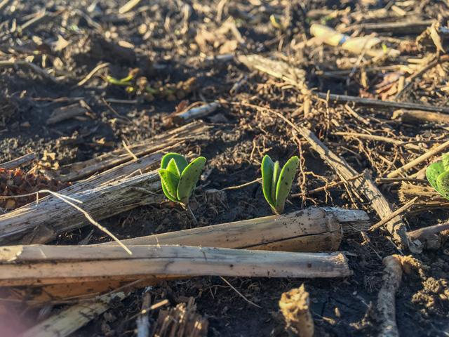 Why do farmers switch from corn to soybeans?