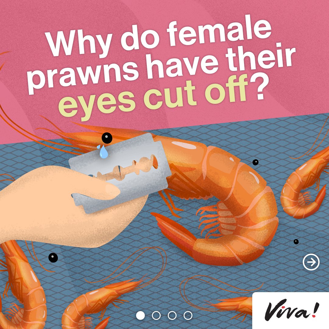 Why do female prawns get their eyes cut off?
