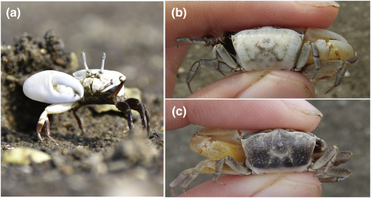 Why do fiddler crabs change color?