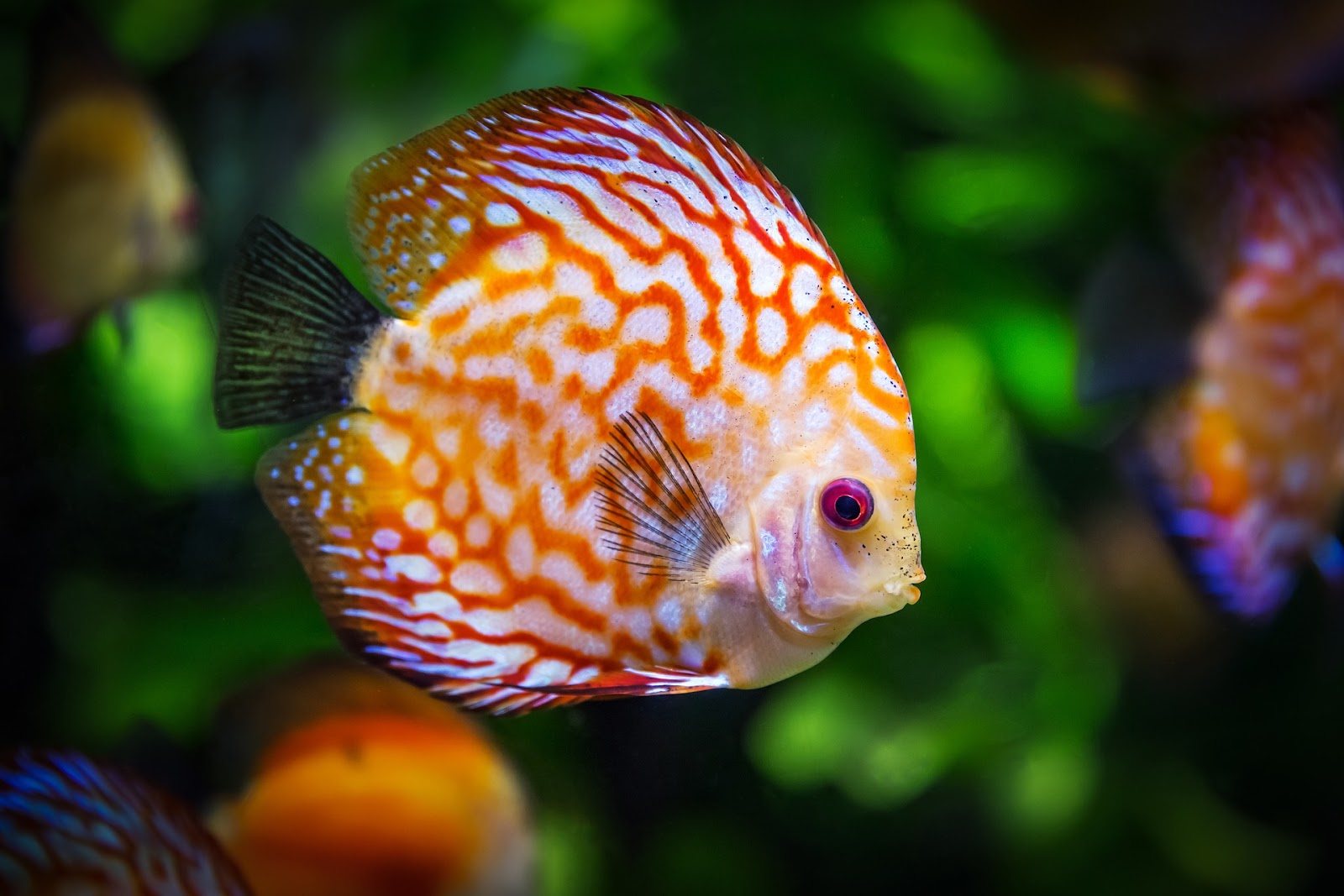 Why do fish eat my plants?