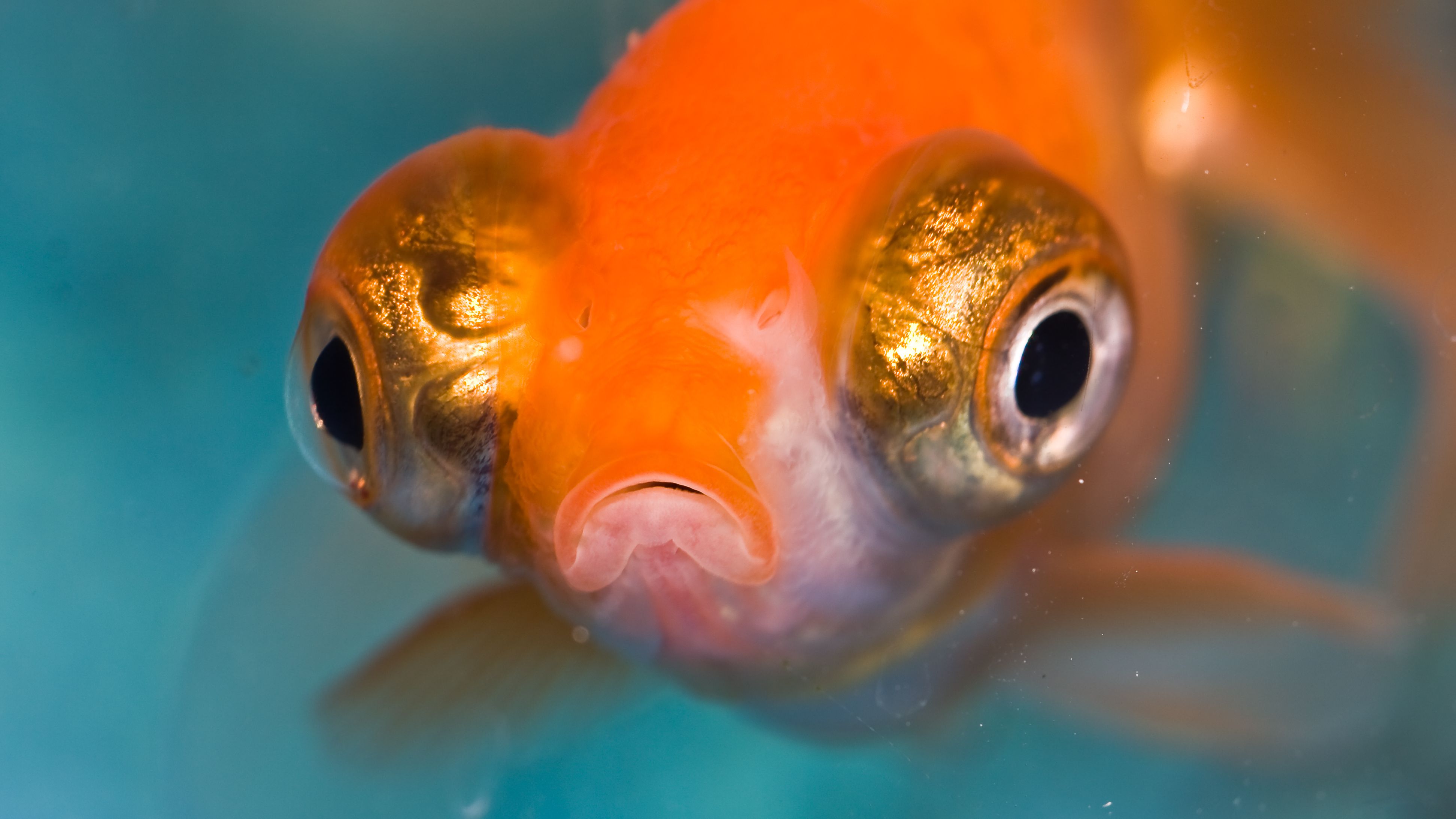 Why do fish eyes look weird?