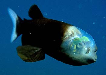 Why do fish have eyes on the top of their head?