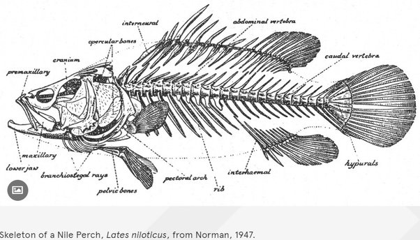 Why do fish have pointy bones?