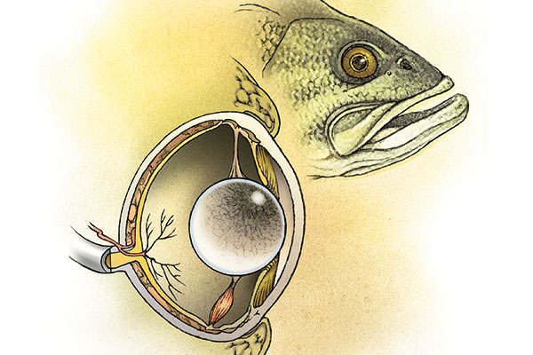 Why do fish have spherical lens?