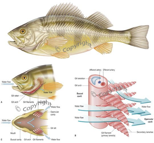 Why do fish have two nostrils?