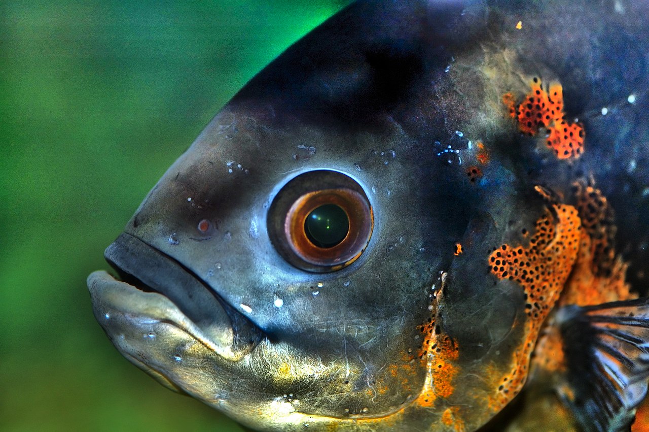 Why do fish need to have rounder lenses than terrestrial vertebrates?