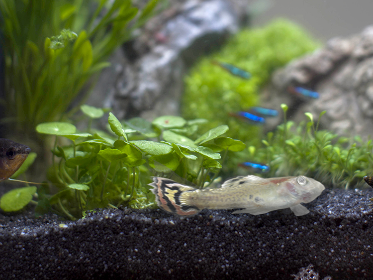Why do fish suddenly die in aquarium?