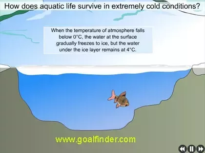 Why do fish survive better in cold water?