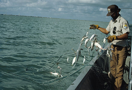 Why do fishermen use gill nets?