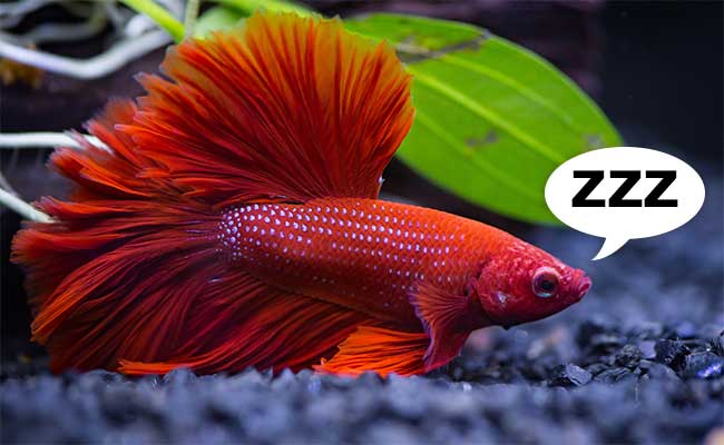 Why do fishes sleep at the bottom?
