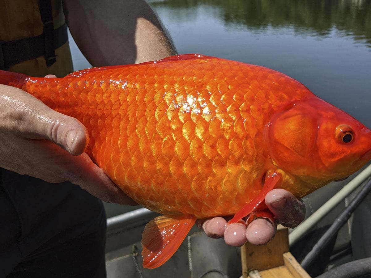 Why do goldfish become huge?