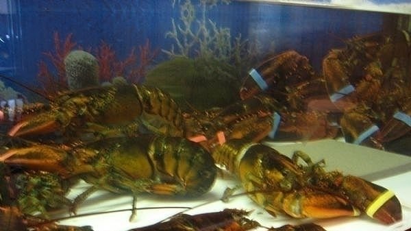 Why do grocery stores keep lobsters alive in tanks?